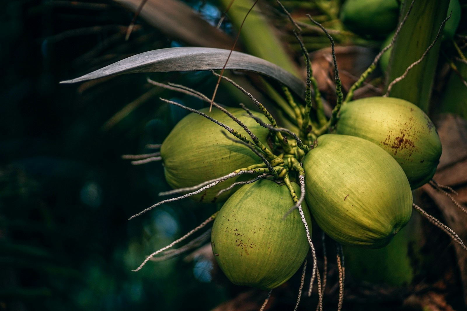 Nature’s Sweetness: The Art of Harvesting and Processing Coconut Tree ...
